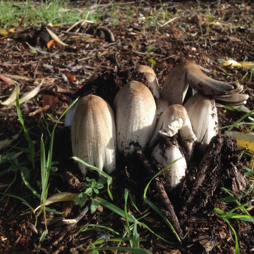 Common Ink Cap (Coprinopsis Atramentaria) Mushroom Identification ...