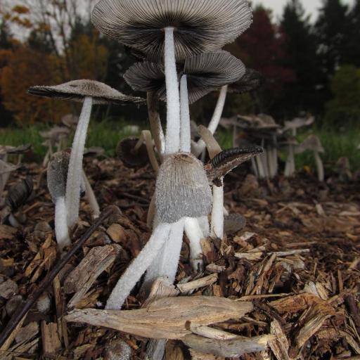 Hare's Foot Inkcap (Coprinopsis Lagopus) Mushroom Identification ...