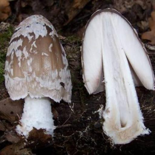 Magpie Inkcap (Coprinopsis Picacea) Mushroom Identification, Habitat & Uses
