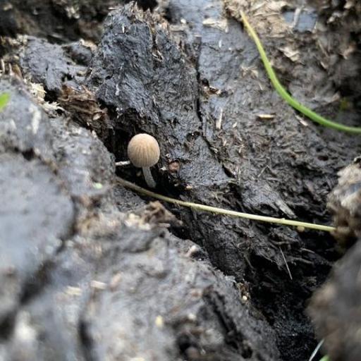 Coprinopsis Stercorea Mushroom Identification, Habitat & Uses