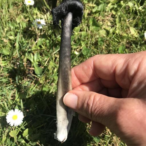 Star-capped Coprinus (Coprinus Calyptratus) Mushroom Identification ...