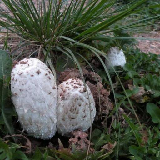 Shaggy Mane (Coprinus Comatus) Mushroom Identification, Habitat & Uses