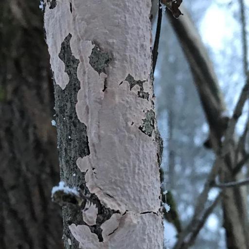 Corticium Roseum Mushroom Identification, Habitat & Uses