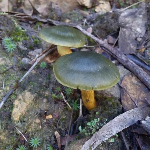 Green Skinhead (Cortinarius Austrovenetus) Mushroom Identification ...