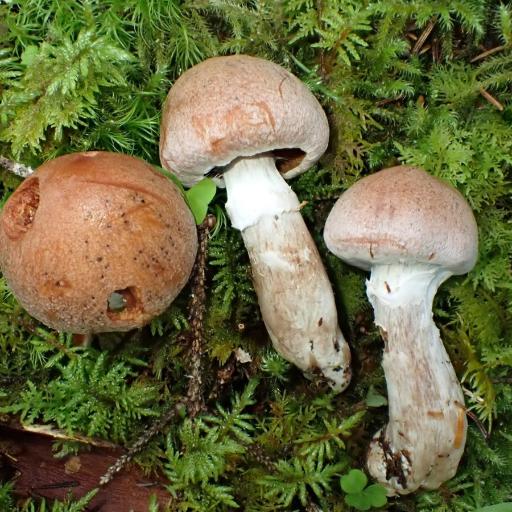 Woolly Webcap (Cortinarius Laniger) Mushroom Identification, Habitat & Uses