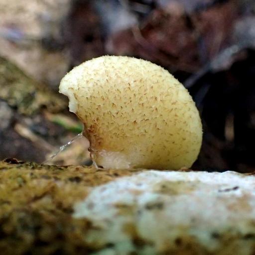 Crepidotus Calolepis Mushroom Identification, Habitat & Uses