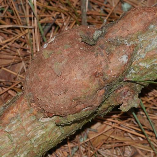 Pine-oak Gall Rust (Cronartium Quercuum) Mushroom Identification ...