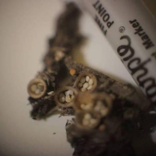 Common Bird's Nest Fungus (Crucibulum Laeve) Mushroom Identification ...