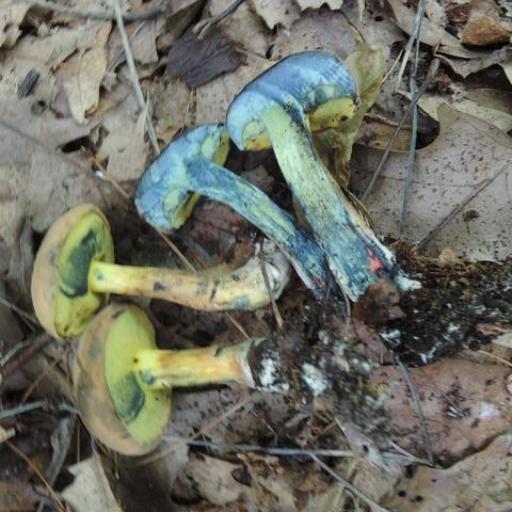 Chanterelles (Cantharellus) Mushroom Identification, Habitat & Uses