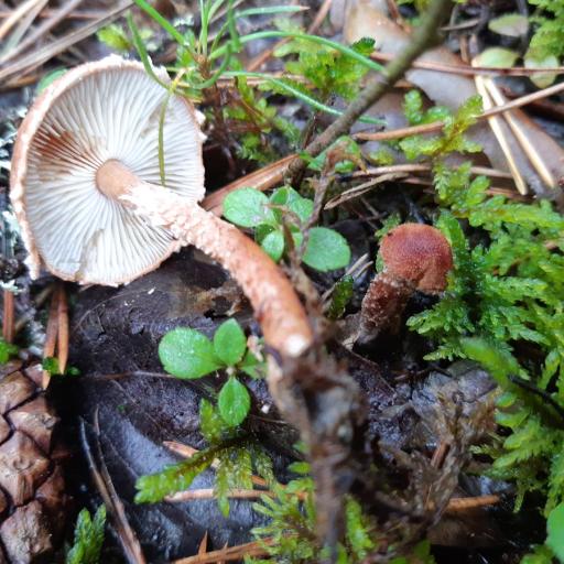 Cystodermella Granulosa Mushroom Identification, Habitat & Uses