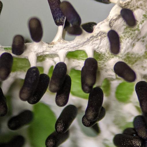 White-footed Slime (Diachea Leucopodia) Mushroom Identification ...