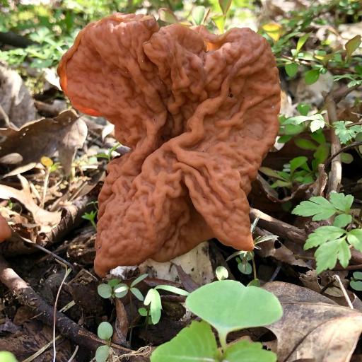 Discina Brunnea Mushroom Identification, Habitat & Uses