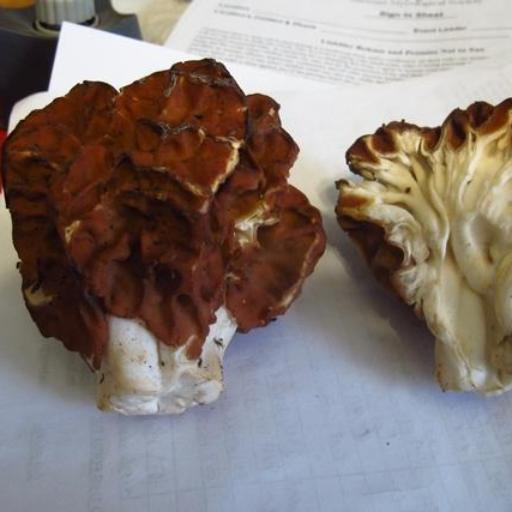 Big Red (Discina Caroliniana) Mushroom Identification, Habitat & Uses