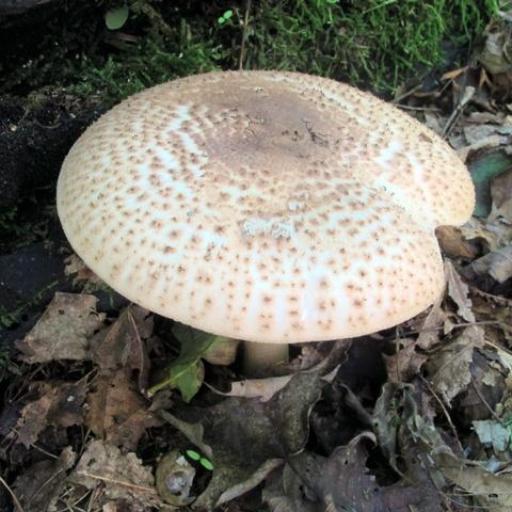 Freckled Dapperling (Echinoderma Asperum) Mushroom Identification, Habitat & Uses