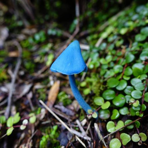 Blue Pinkgill (Entoloma Hochstetteri) Mushroom Identification, Habitat ...