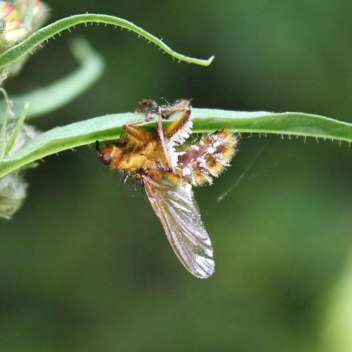 Common Sunburst Lichen (Xanthoria Parietina) Mushroom Identification ...
