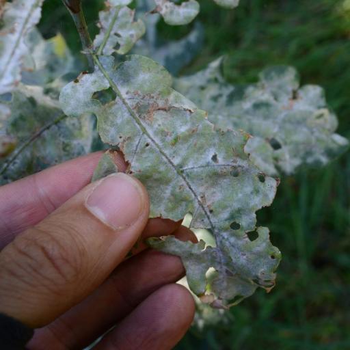 Oak Powdery Mildew (Erysiphe Alphitoides) Mushroom Identification ...