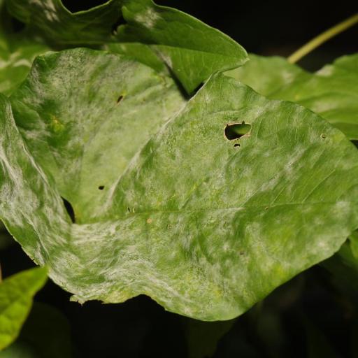 Bindweed Powdery Mildew (Erysiphe Convolvuli) Mushroom Identification ...