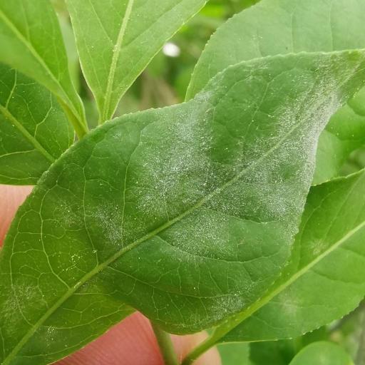 Erysiphe Euonymi Mushroom Identification, Habitat & Uses