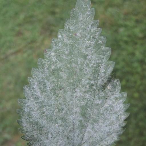 Nettle Powdery Mildew (Erysiphe Urticae) Mushroom Identification ...