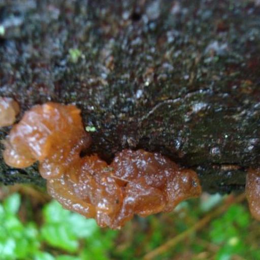 Pine Jelly (Exidia Saccharina) Mushroom Identification, Habitat & Uses