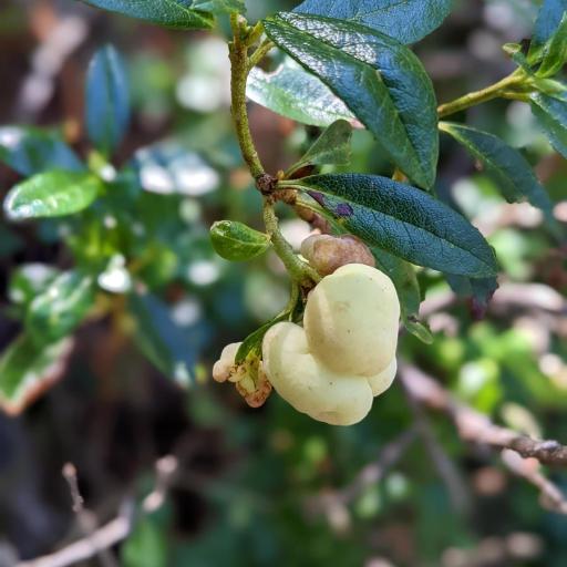 Rhododendron Leaf Gall (Exobasidium Rhododendri) Mushroom ...