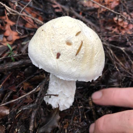 Snowy Bolete (Fistulinella Nivea) Mushroom Identification, Habitat & Uses