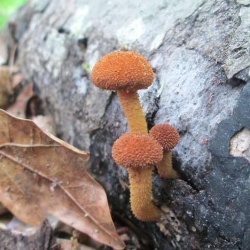 Red-juice Tooth (Hydnellum Peckii) Mushroom Identification, Habitat & Uses