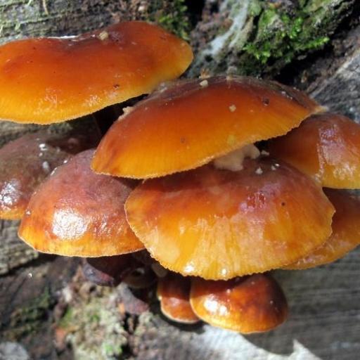 Velvet Foot (Flammulina Velutipes) Mushroom Identification, Habitat & Uses
