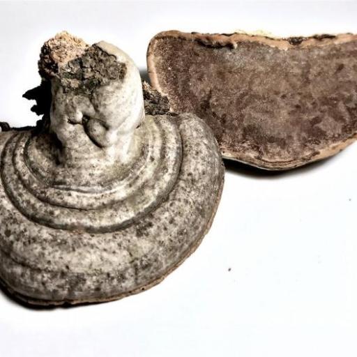 Southern Clam Shell (Fomes Fasciatus) Mushroom Identification, Habitat ...