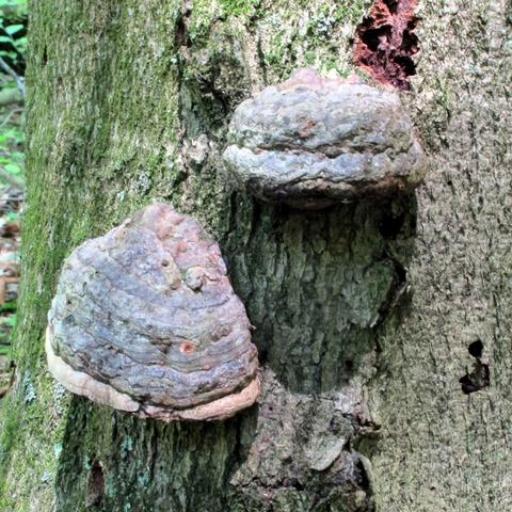 Hoof Fungus (Fomes Fomentarius) Mushroom Identification, Habitat & Uses