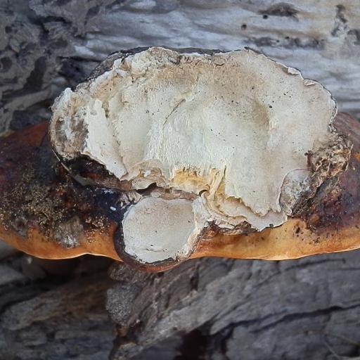 Wolf's Milk (Lycogala Epidendrum) Mushroom Identification, Habitat & Uses