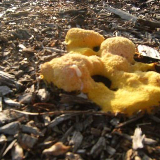 Dog Vomit Slime Mold (Fuligo Septica) Mushroom Identification, Habitat ...