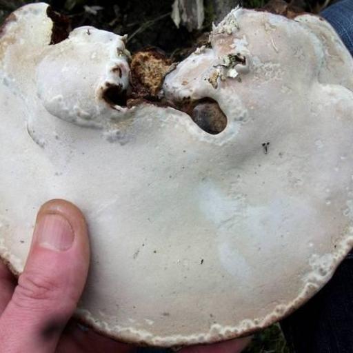 Ganoderma Adspersum Mushroom Identification, Habitat & Uses