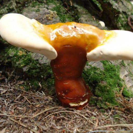 Hemlock Varnish Shelf (Ganoderma Tsugae) Mushroom Identification ...