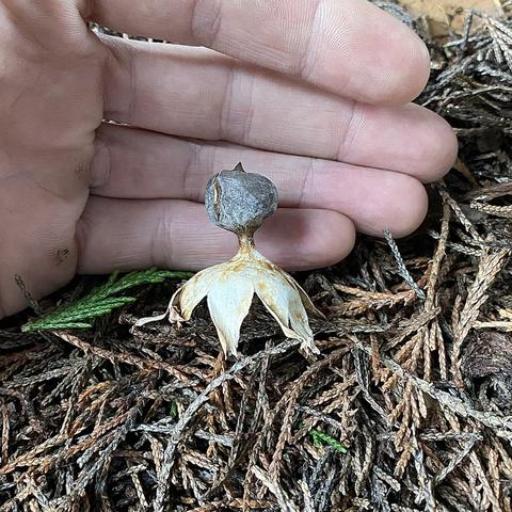 Geastrum Pectinatum Group (Geastrum Pectinatum) Mushroom Identification ...