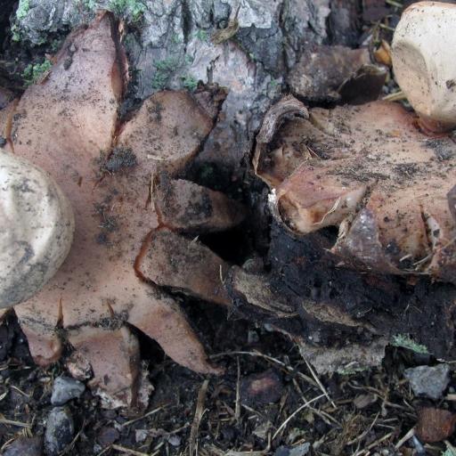 Rosy Earthstar (Geastrum Rufescens) Mushroom Identification, Habitat & Uses