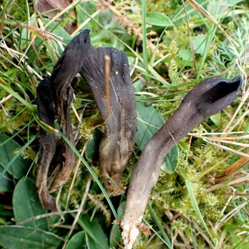 Dark-Purple Earthtongue (Geoglossum Atropurpureum) Mushroom ...