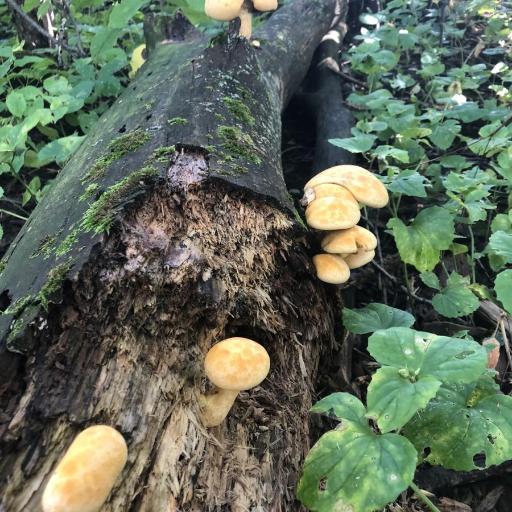 Yellow Gymnopilus (Gymnopilus Luteus) Mushroom Identification, Habitat ...