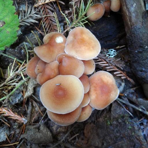 Red-stemmed Gymnopus (Gymnopus Erythropus) Mushroom Identification ...