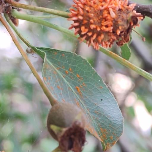 Quince Rust (Gymnosporangium Clavipes) Mushroom Identification, Habitat ...