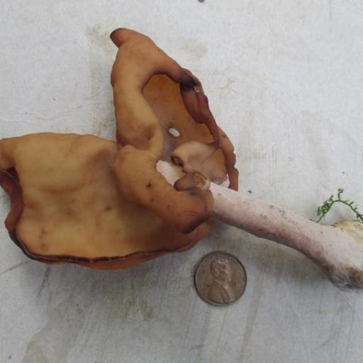 Saddle-shaped False Morel (Gyromitra Infula) Mushroom Identification ...