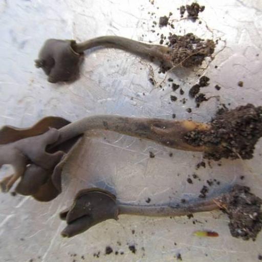 Helvella Atra Mushroom Identification, Habitat & Uses