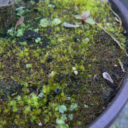 Helvella Corium Mushroom Identification, Habitat & Uses