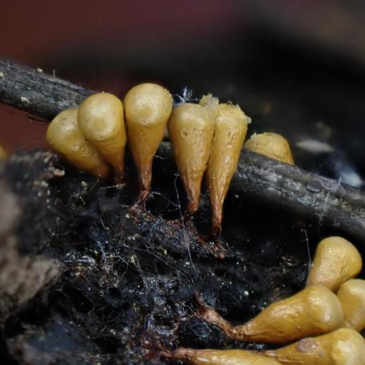 Hemitrichia Clavata Mushroom Identification, Habitat & Uses