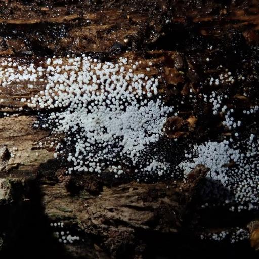 White Tubelet (Henningsomyces Candidus) Mushroom Identification ...