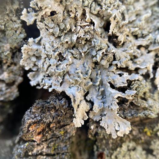 Powdered Fringe Lichen (Heterodermia Speciosa) Mushroom Identification ...