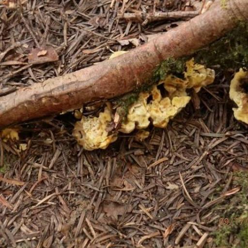 Hydnellum Geogenium Mushroom Identification, Habitat & Uses