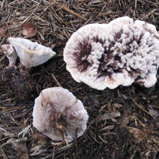 Red-juice Tooth (Hydnellum Peckii) Mushroom Identification, Habitat & Uses