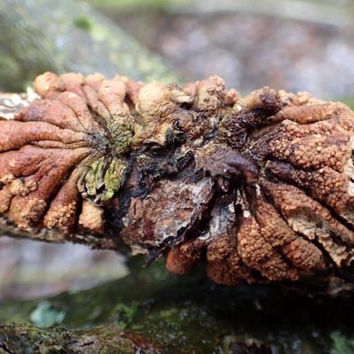 Willow Gloves (Hypocreopsis Lichenoides) Mushroom Identification ...